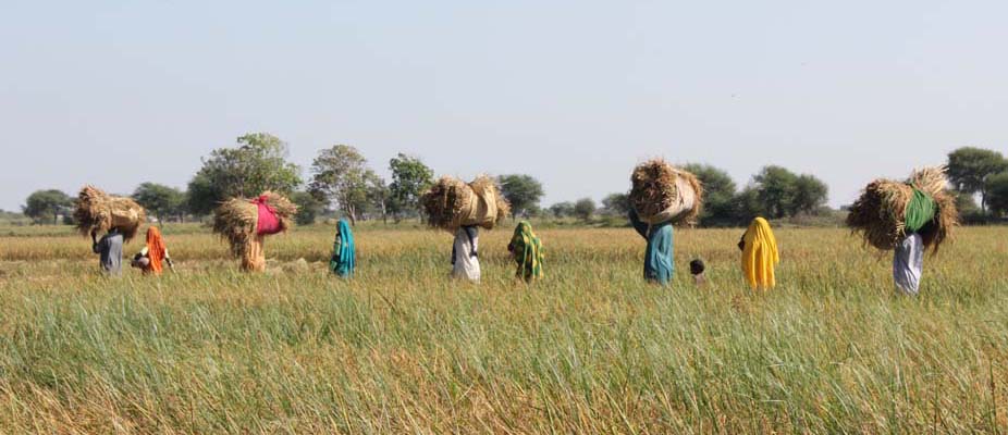 Pak Rice Mills | The Leading Rice Exporting Company in Pakistan